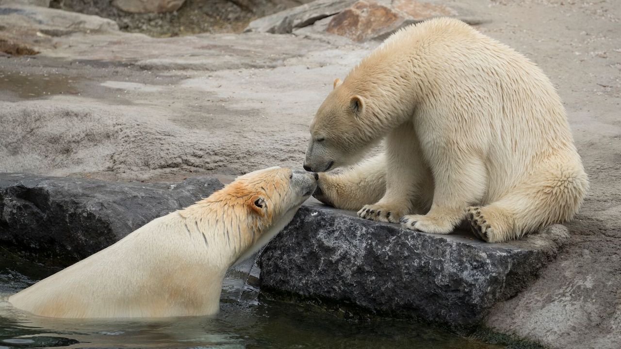 Liefde hangt in de lucht ook in Pairi Daiza - Newsmonkey