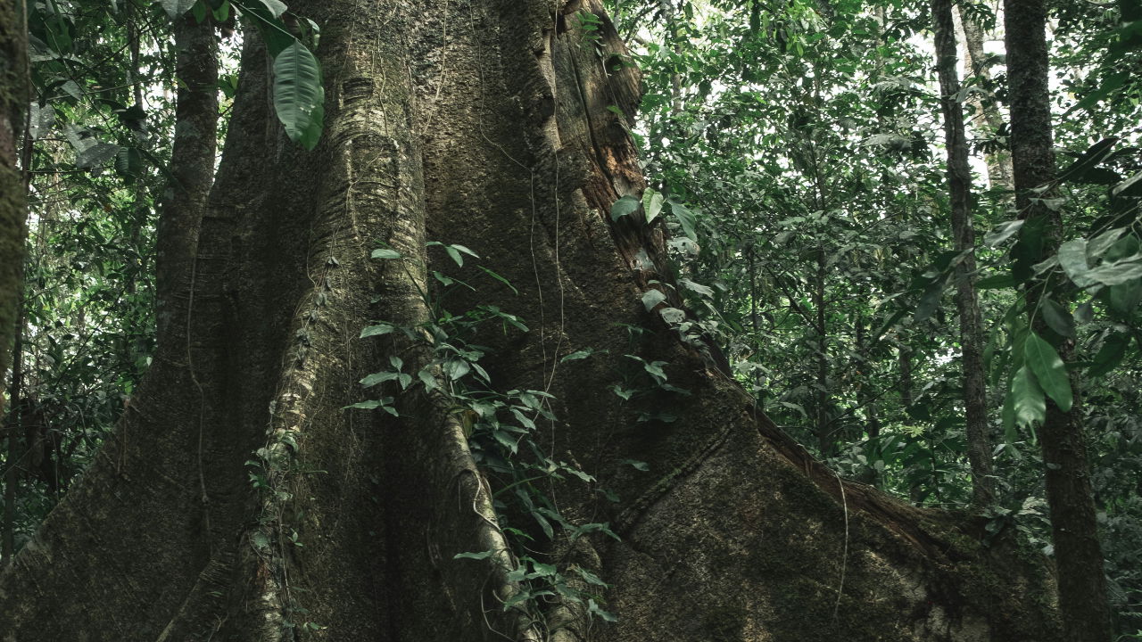 Brazilië kapt Amazonewoud voor nieuwe snelweg naar klimaattop - Newsmonkey