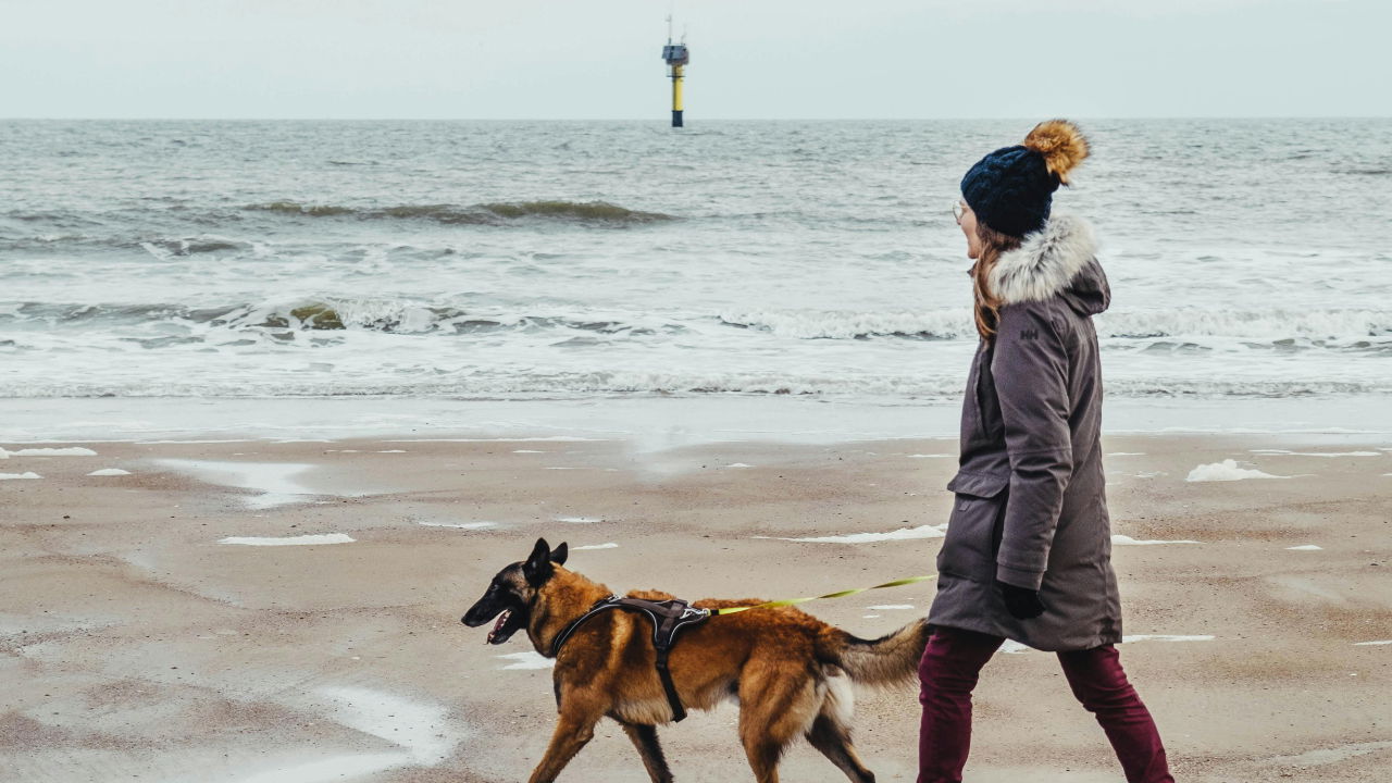 Vlaanderen meldt recordaantal gevallen van dierenmishandeling in 2024 - Newsmonkey