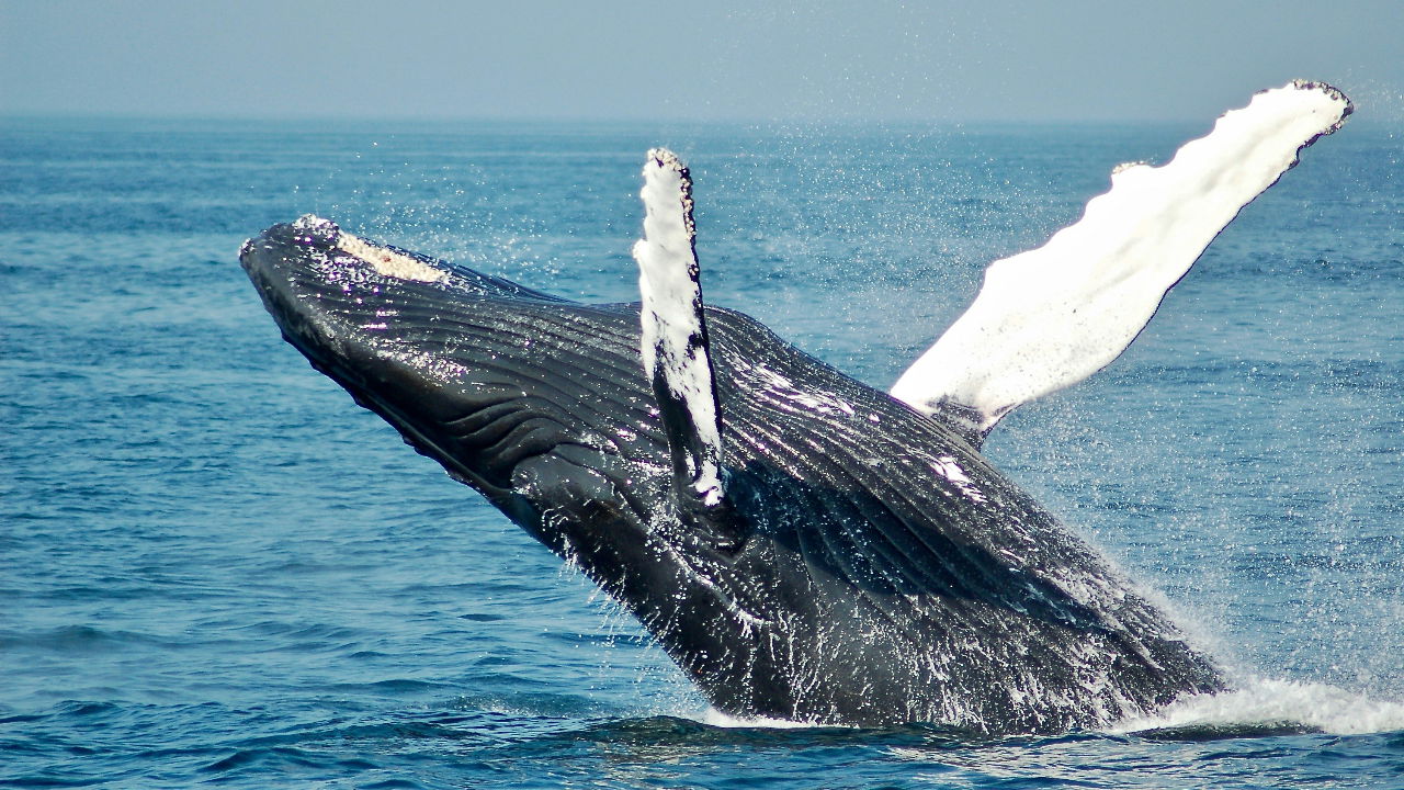 Enorm walviskerkhof ontdekt in de Indische Oceaan - Newsmonkey