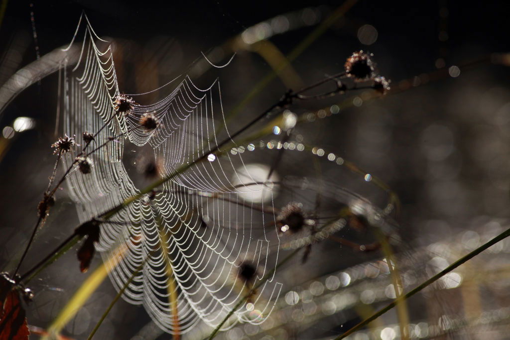 Ontdekking van het grootste spinnenweb ter wereld