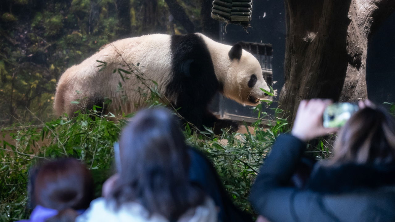 Japan neemt afscheid van panda's door diplomatieke spanningen met China ...