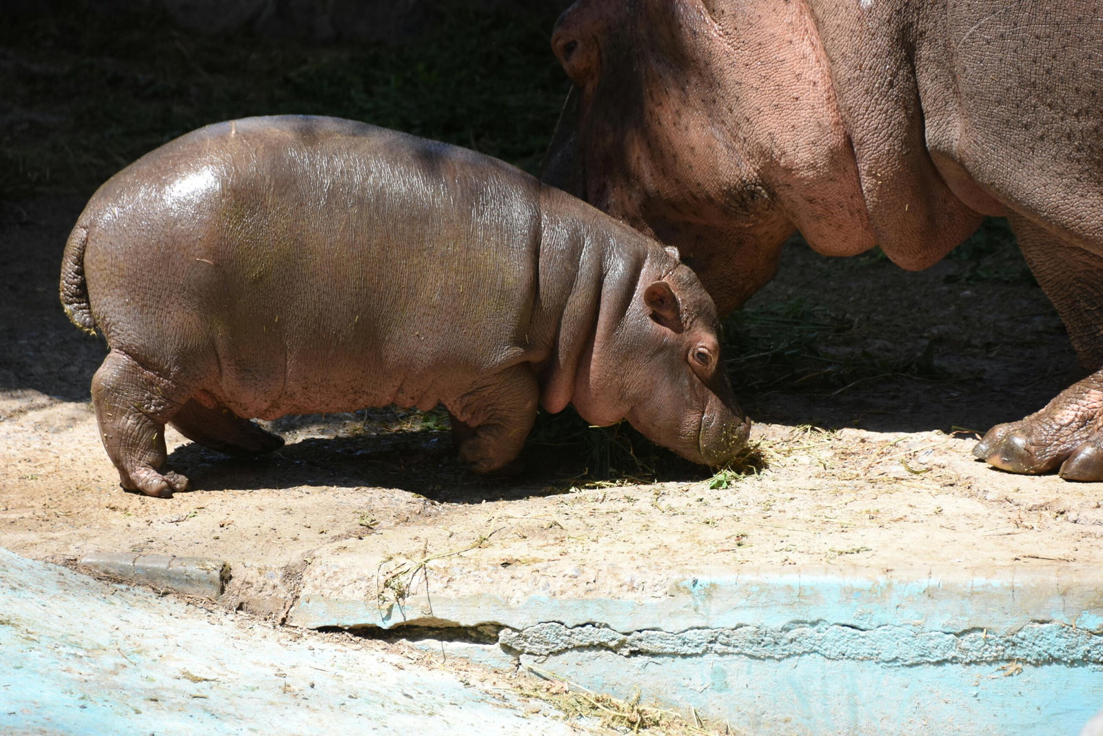 Reddingsactie voor Bumpy nadat moeder nijlpaard is overleden - Newsmonkey