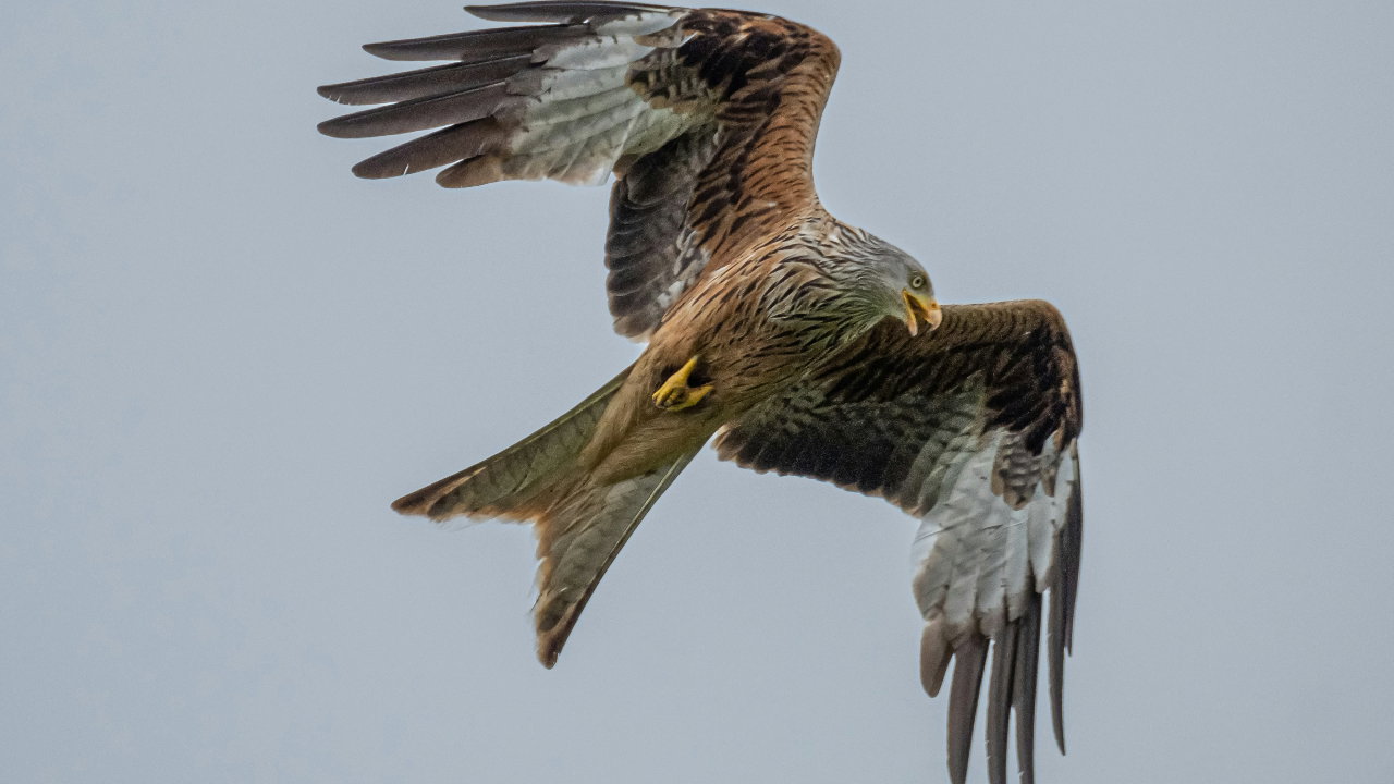 Roofvogel valt inwoners aan in het Engelse dorp Coleorton - Newsmonkey